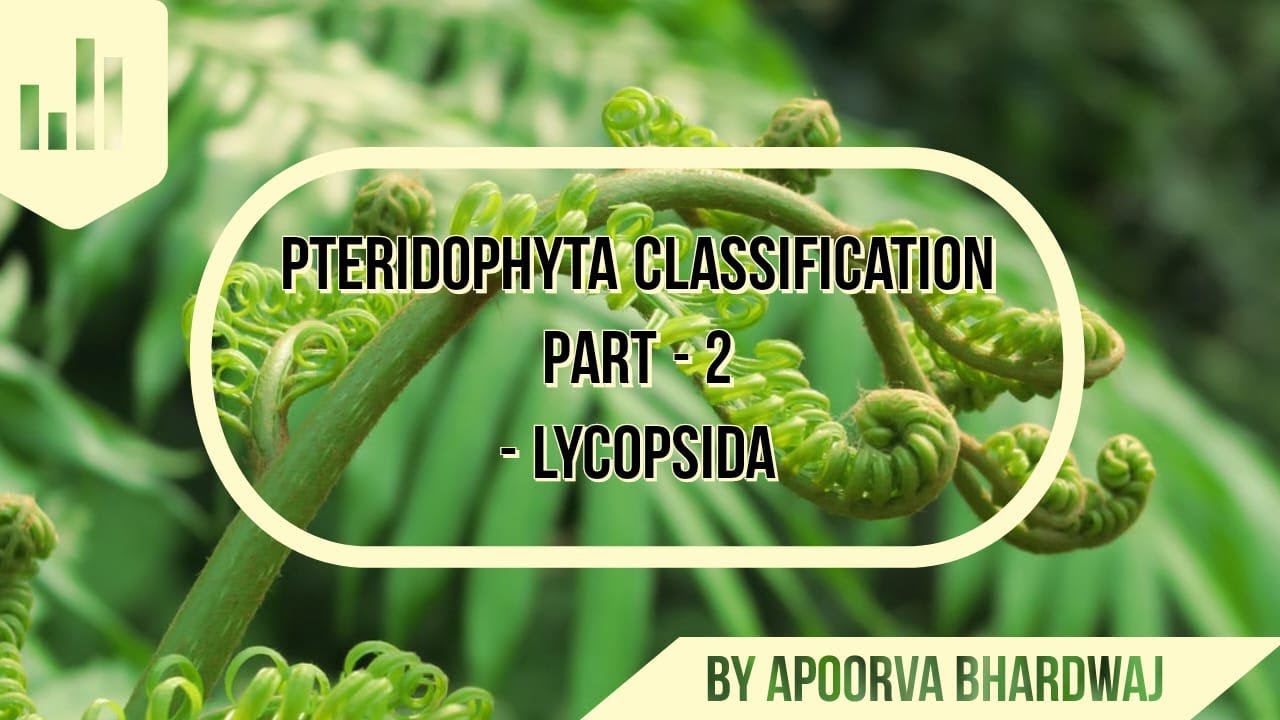 Pteridophyta Classification Part 2-Lycopsida By Apoorva Bhardwaj ...