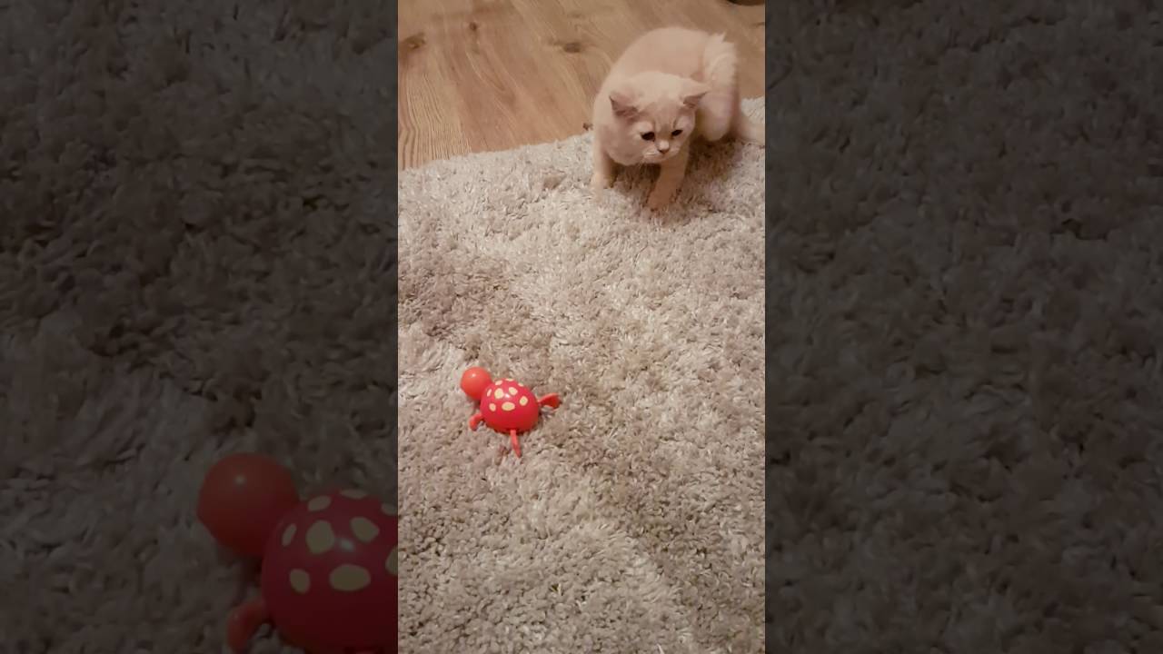 Loopy kitten - YouTube