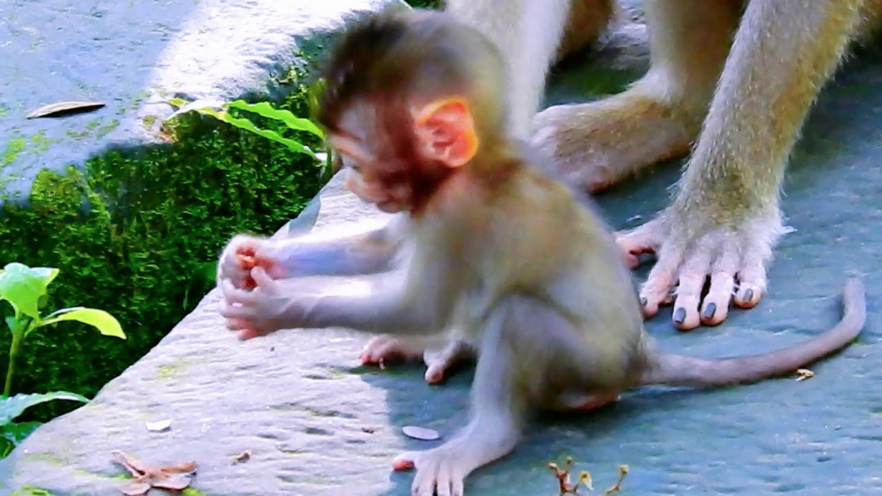 Baby monkey Rainbow playing - YouTube