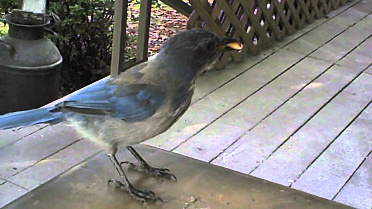 Tiny Timmy - Cat and Blue Jay Bird Have a Play Date & Dance - YouTube