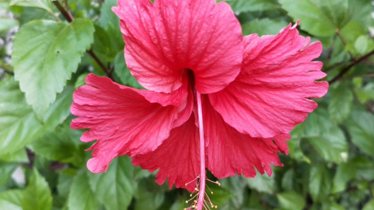 Gudhal 🌺 Hibiscus ki care ese karen - YouTube