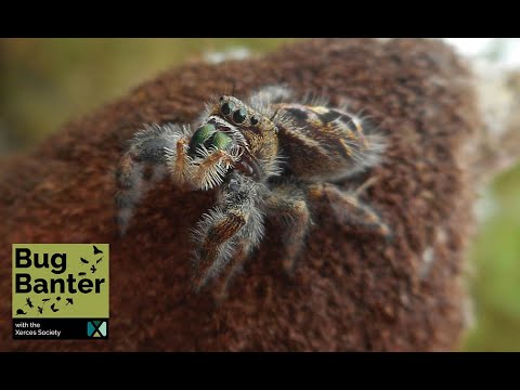 Episode 26: Spider Sense Part 2: Unraveling the Secrets of Arachnids ...