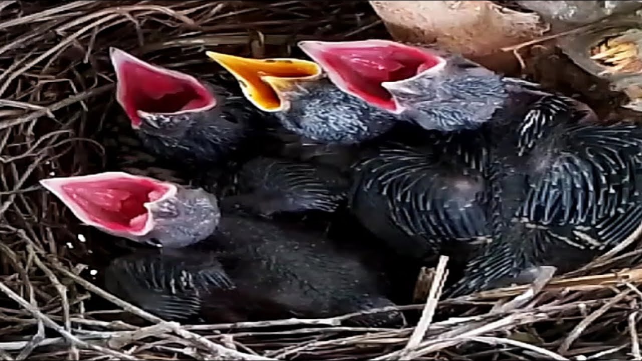 Common myna Baby Birds cry for their mother because they are very ...