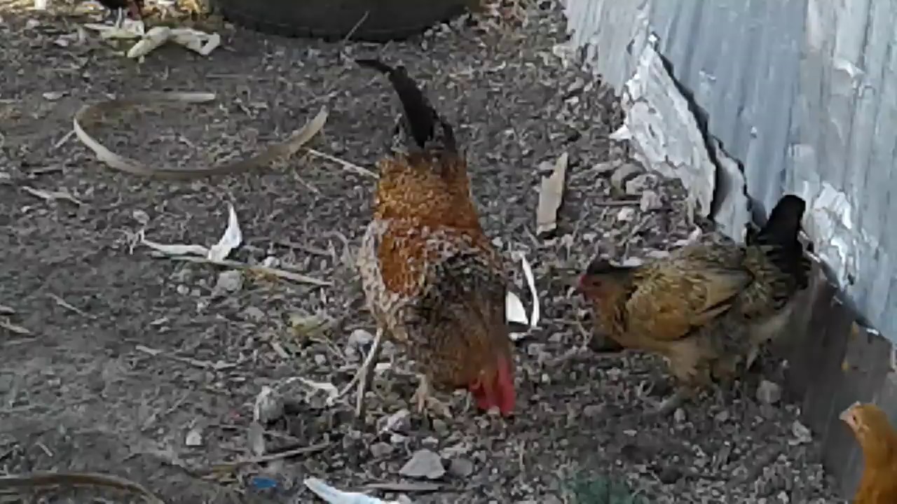 CHICKEN FARMING IN KENYA ,,,Kienyeji chicken happily enjoying open free ...