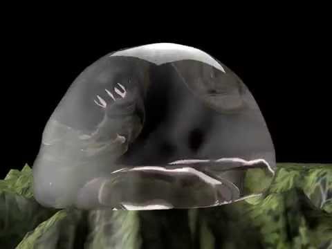 Jelly Fish like blob! - YouTube