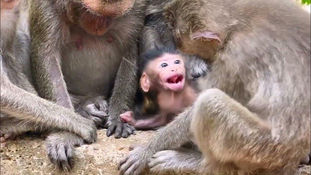 Mom ALIKA give her babies best care. - YouTube