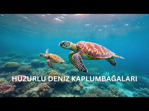 2 Saat Deniz Kaplumbağaları ile –Alzheimer, Demans ve Hafıza Bakımı için Rahatlatıcı Okyanus Videosu