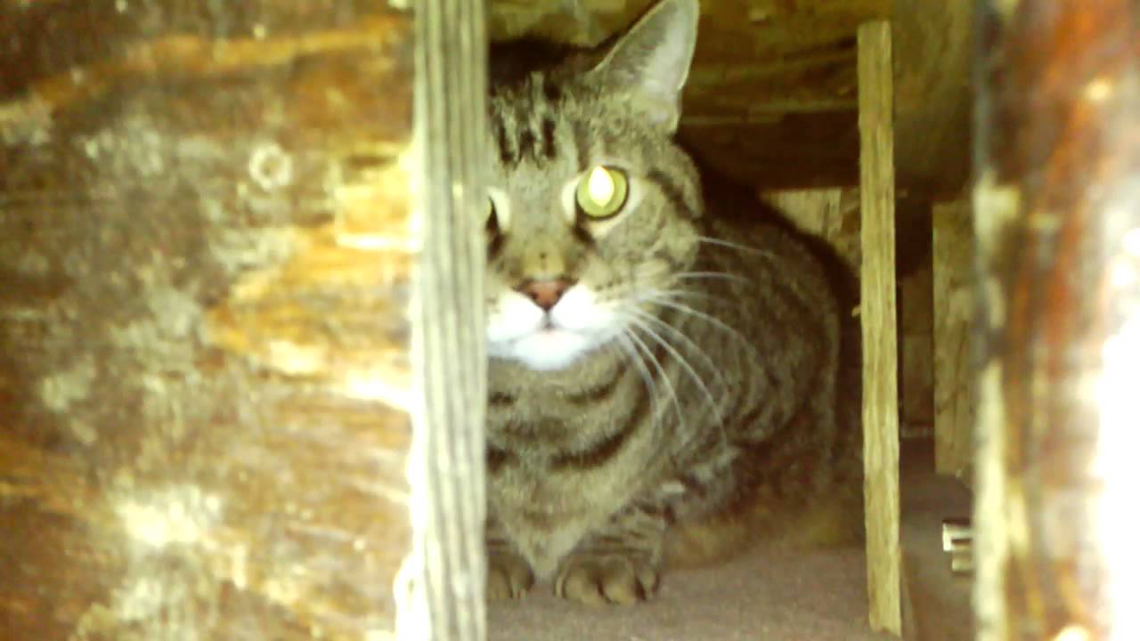 My evil cat! - YouTube