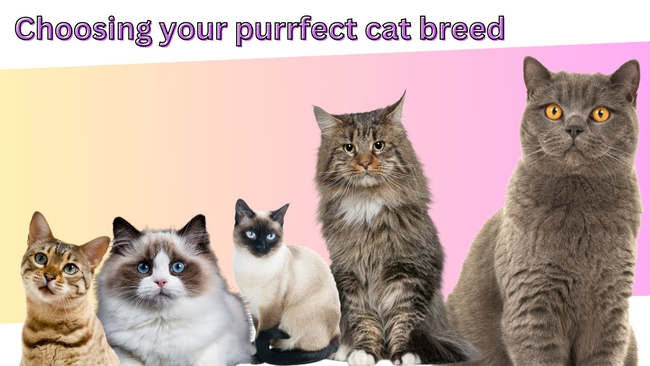 Purrfect Match: Choosing your ideal cat breed - YouTube