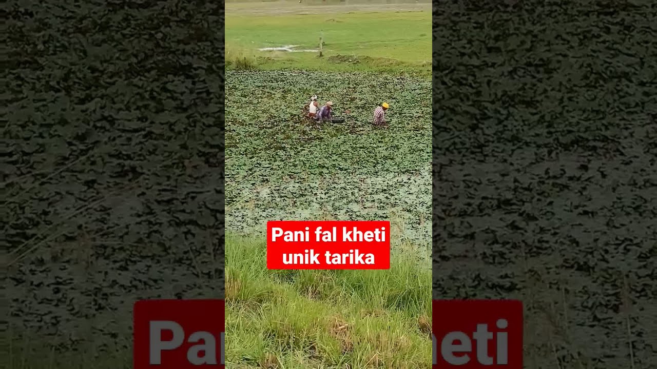 Pani fal kheti karne ka unic tarika #shorts #viralshorts - YouTube