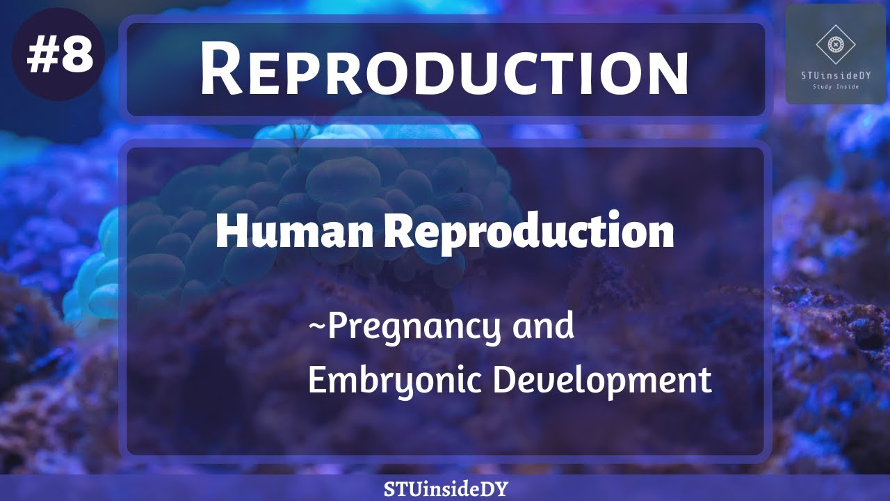 Human Reproduction | Pregnancy and Embryonic Development | Unit-6 ...