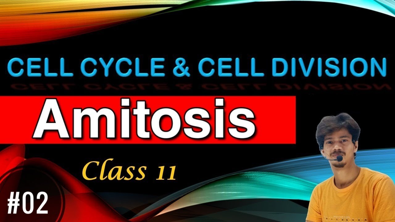 Amitosis Cell Division | Cell Cycle and Cell Division | Class 11 ...