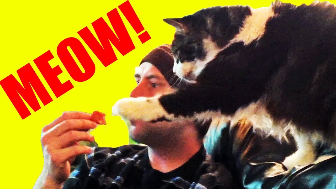 Cat Steals my Gabagool - YouTube