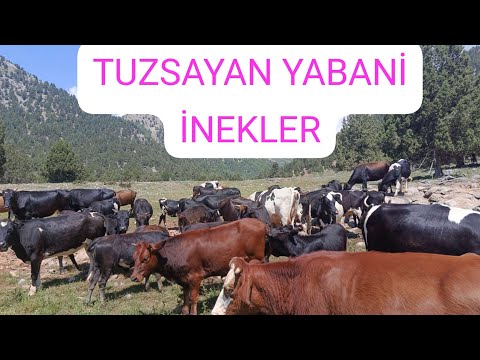 🐄 Dağların Yabani İnekleri Tuzu Görünce Koşarak Geldi!