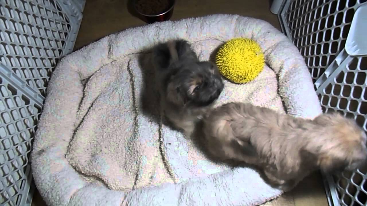 131220 Clare & Clancy - YouTube