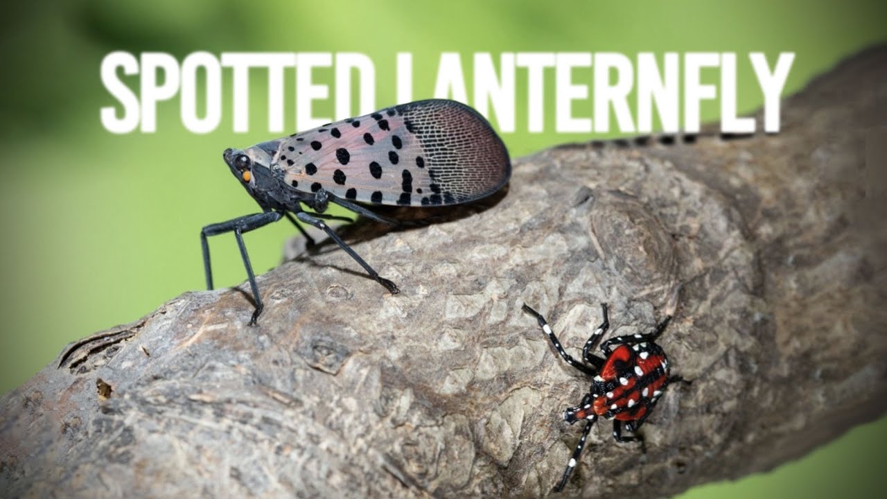 Spotted Lanternfly Update - YouTube