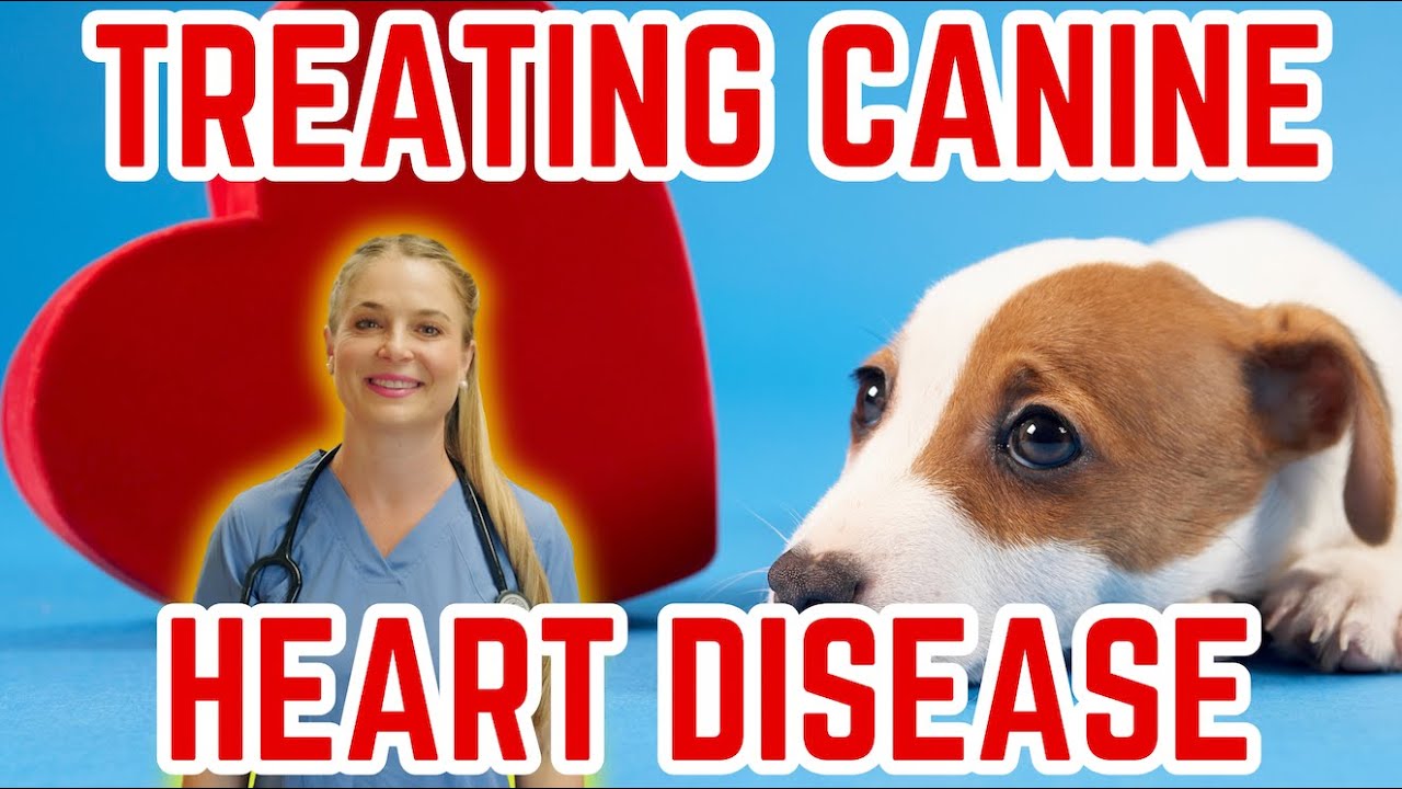 How To Treat and Prevent Heart Disease in Dogs? | Vet Simply Explains ...