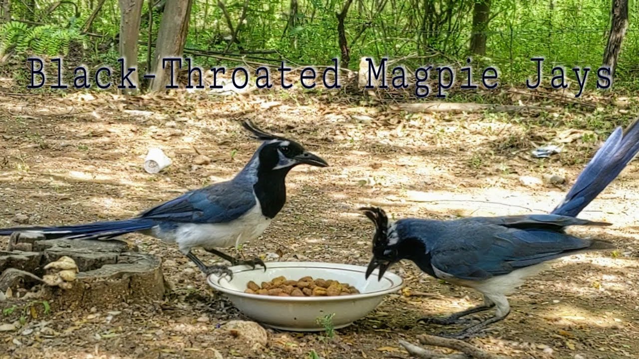 Black-Throated Magpie Jays eating - YouTube