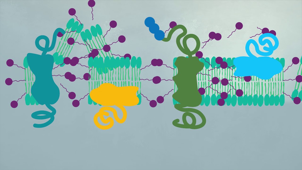 BB 314 - Protein Membrane Asymmetry Animation - YouTube