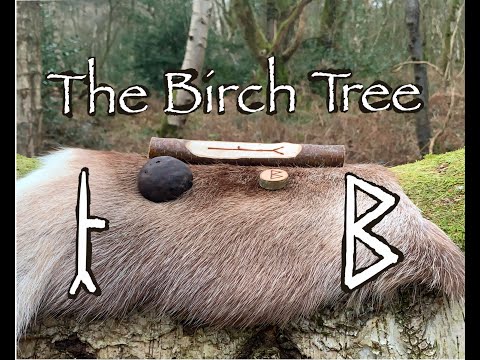 How To Describe A Birch Tree