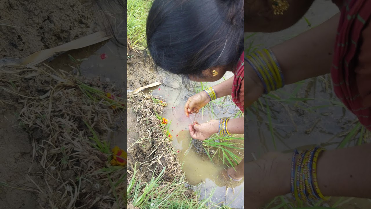 Khajuru village Pady field puja - YouTube