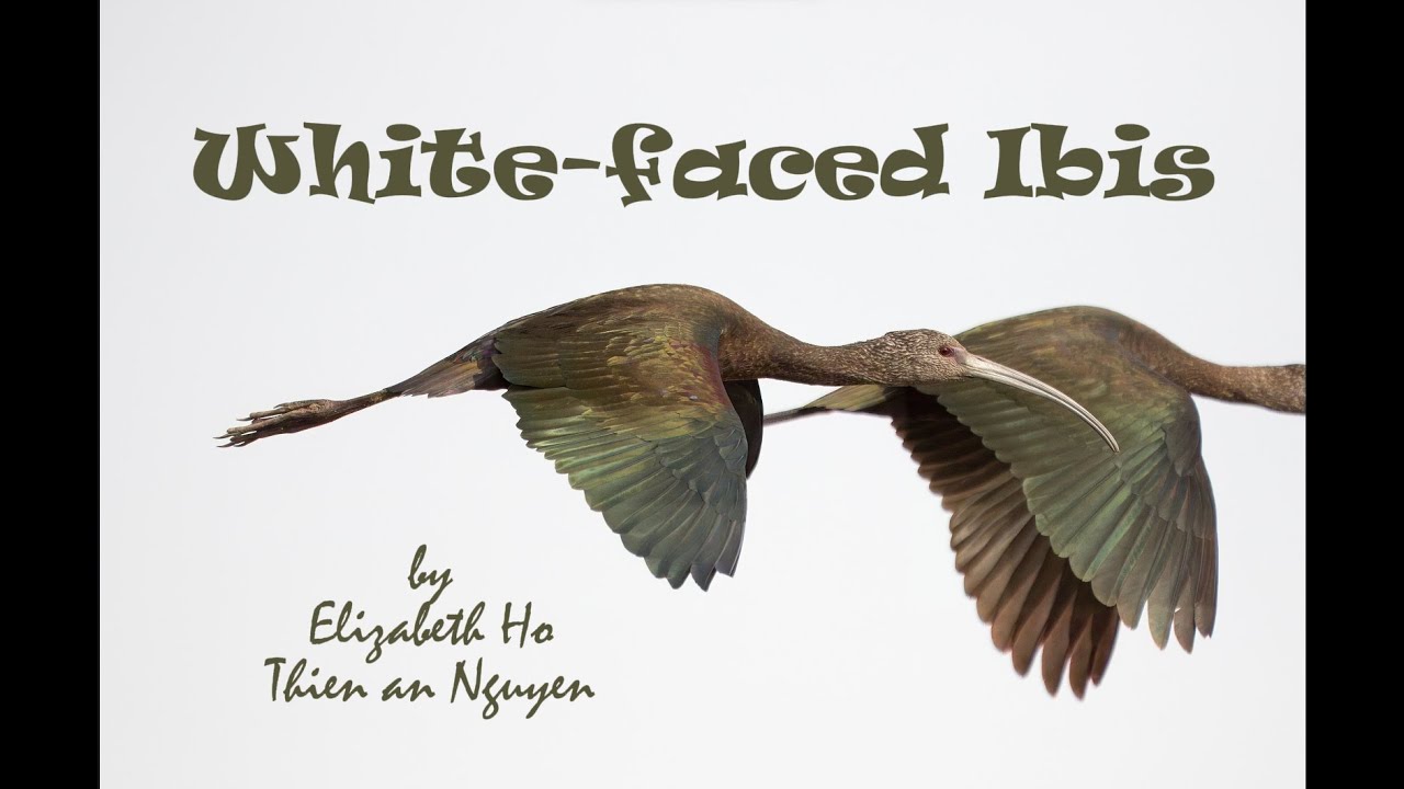 The Colors of the White-faced Ibis/Identification/Foraging for Crawfish ...