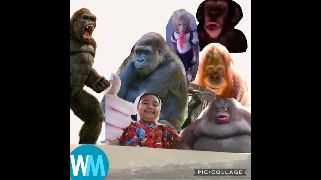 top 10 monkey moments - YouTube