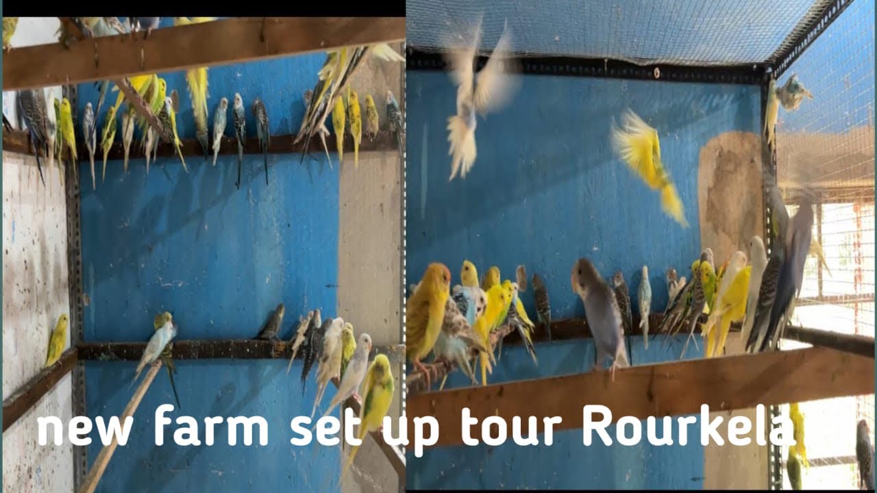 Rourkela biggest budgies bird farm tour & breeding progress check🦜🕊️🦚 ...