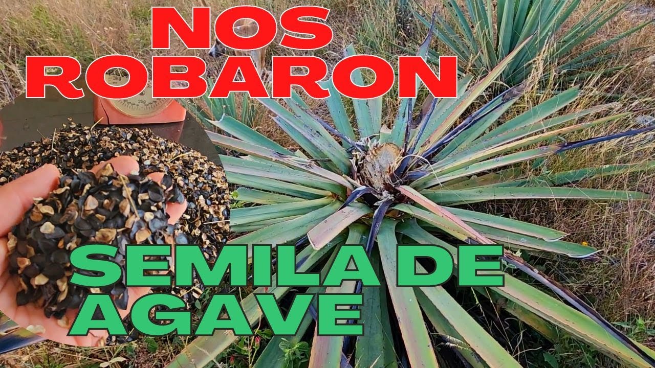 semilla de agave espadin. de donde sale la semilla del agave espadin ...