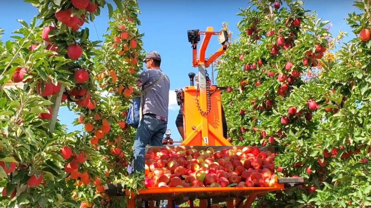 Apple trees farming in Maharashtra || 🍎 NEW AGRICULTURE TO HARVEST 2021 ...