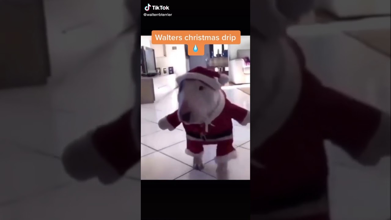 Walter TikTok meme #7 - YouTube