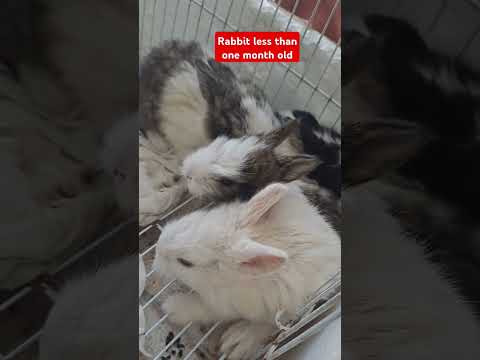 Rabbit less than one month old #cute #funny #pets #cutecat #music - YouTube
