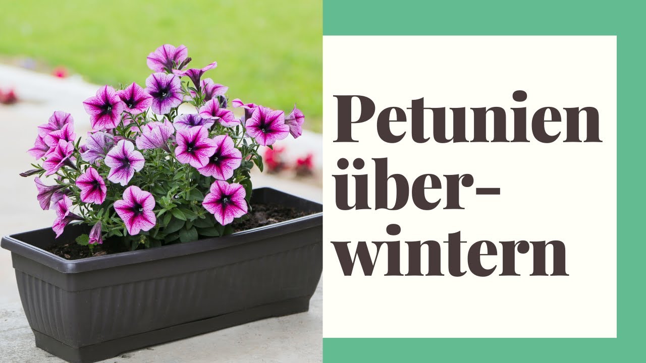 Luxus Kann Man Petunien überwintern Bilder