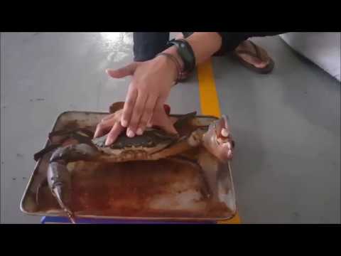 [EPISODE 6] 20 days weight check of I38 of the Crab Fattening Process ...