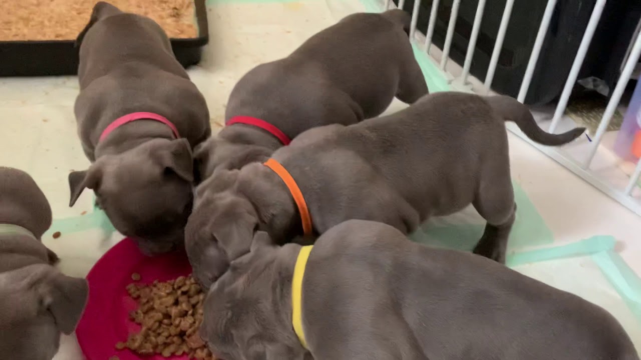 American bully puppies almost 6 weeks old - YouTube