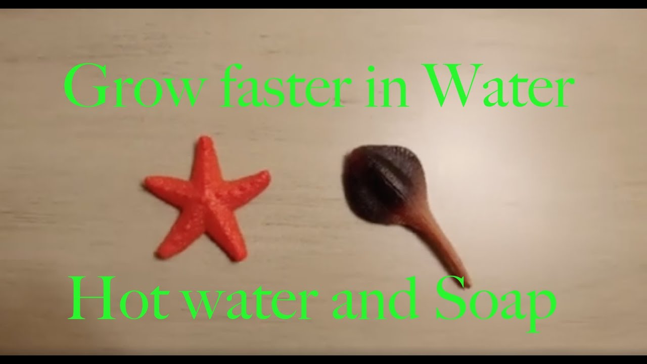 GROW faster in WATER - Starfish VS Sting Ray!! - YouTube