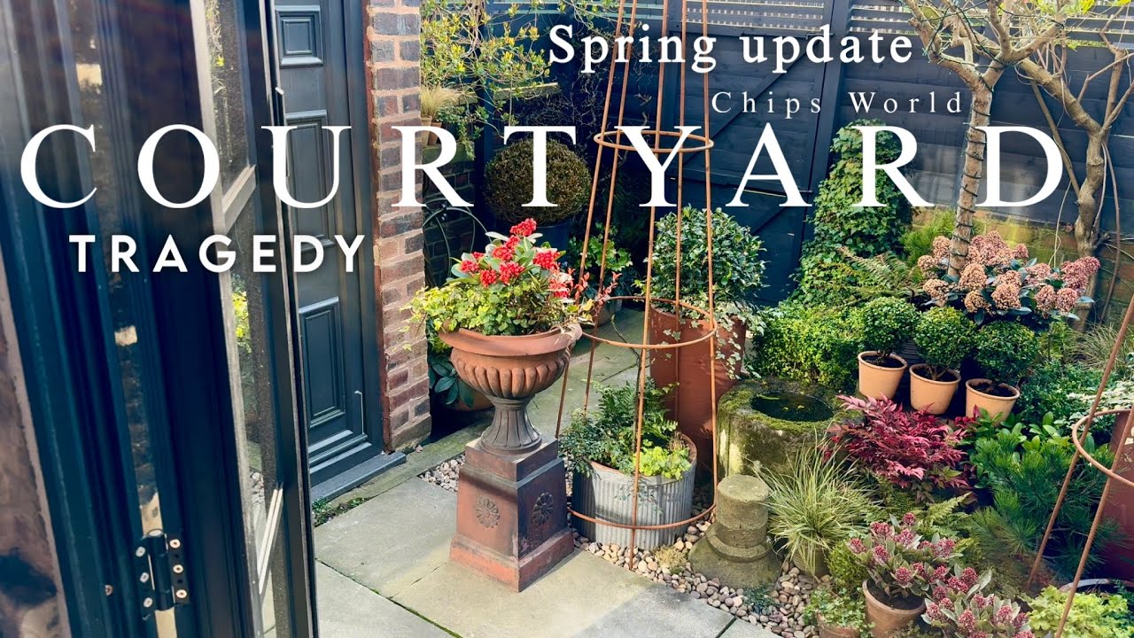 Spring Courtyard: Exciting news & Garden update #smallgardenideas # ...