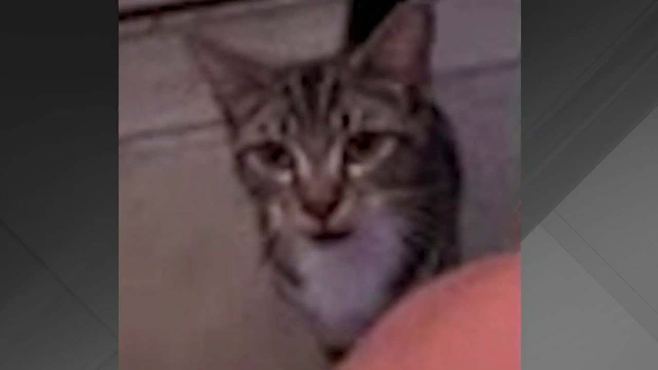 Feral Cat Attack YouTube feral-cat-attack-youtube