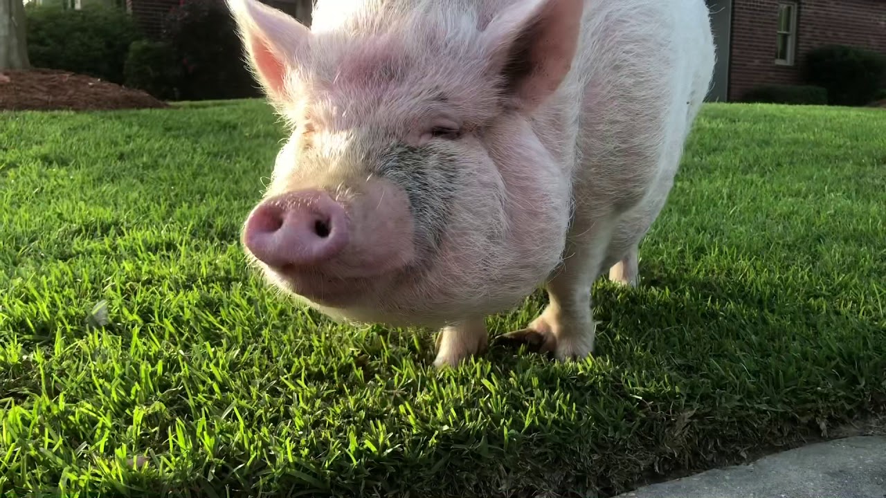 Happy Birthday from Auntie Pig - YouTube