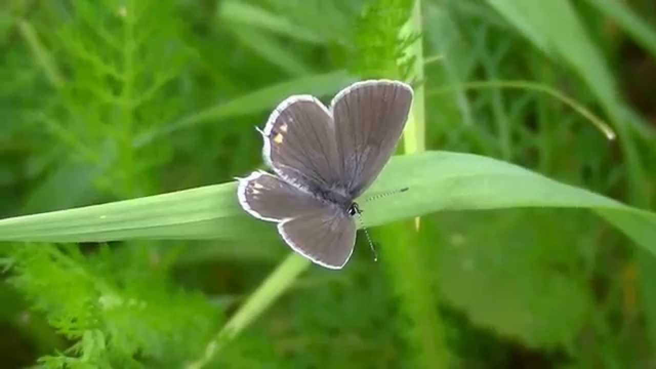 MOTYL - MODRASZEK (06.08.2014) - YouTube