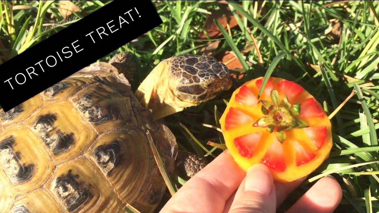 I Made a Fruit Pizza for my Tortoise! - YouTube