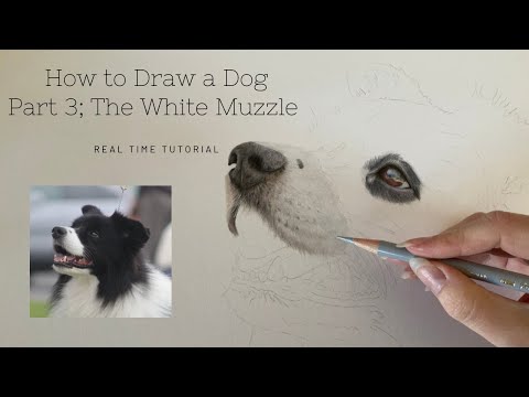 Realistic Dog Drawing with Colored Pencils [Complete Guide]