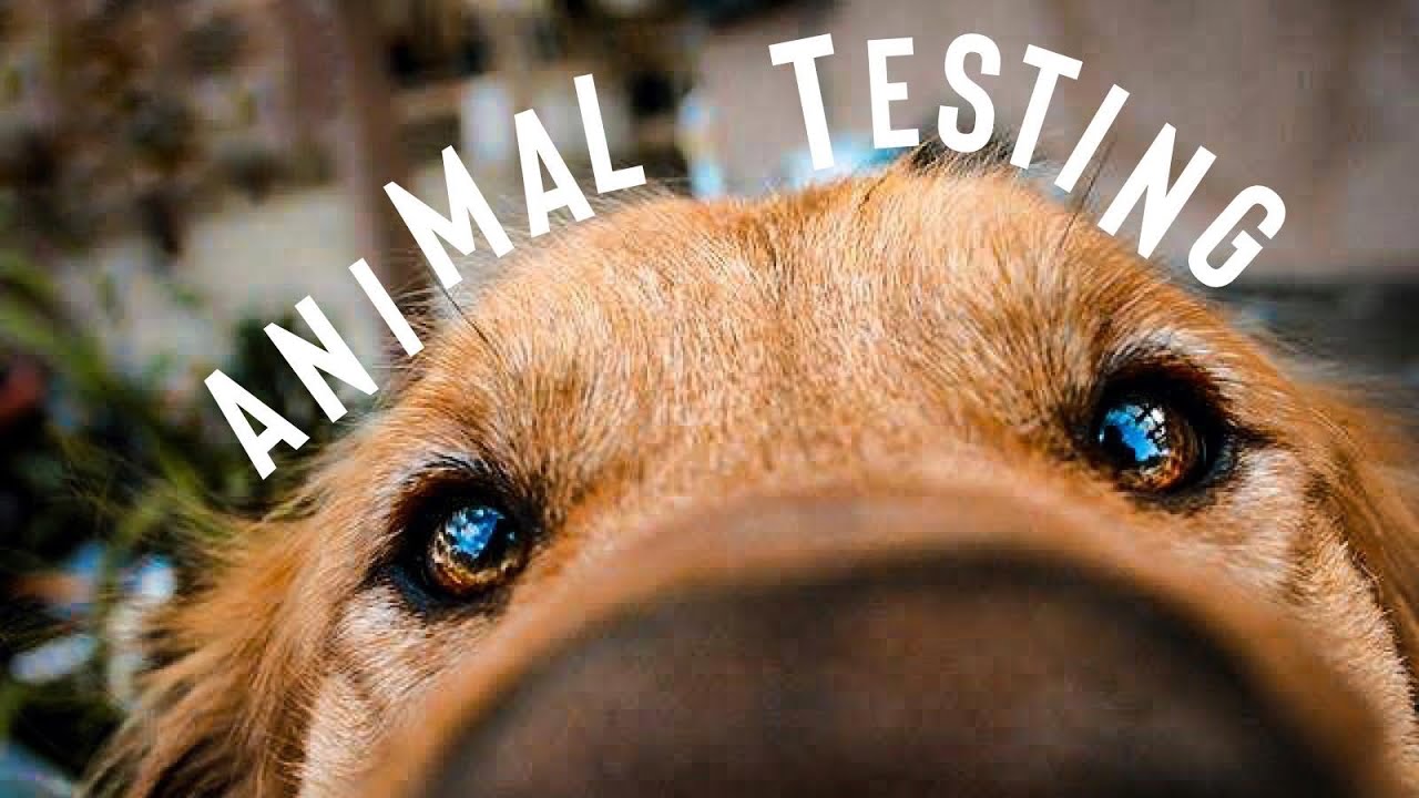 ANIMAL TESTING Ethics And Values Infomercial YouTube animal-testing-ethics-and-values-infomercial-youtube