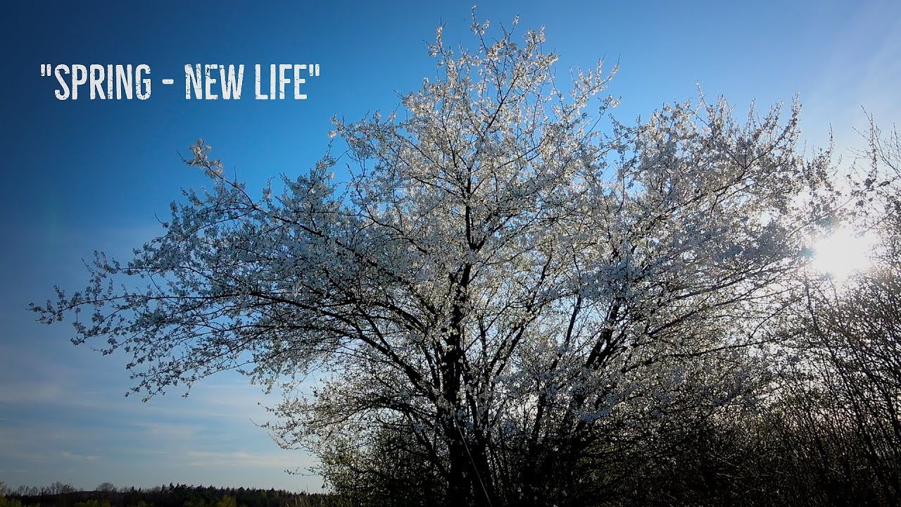 Spring - New Life - YouTube