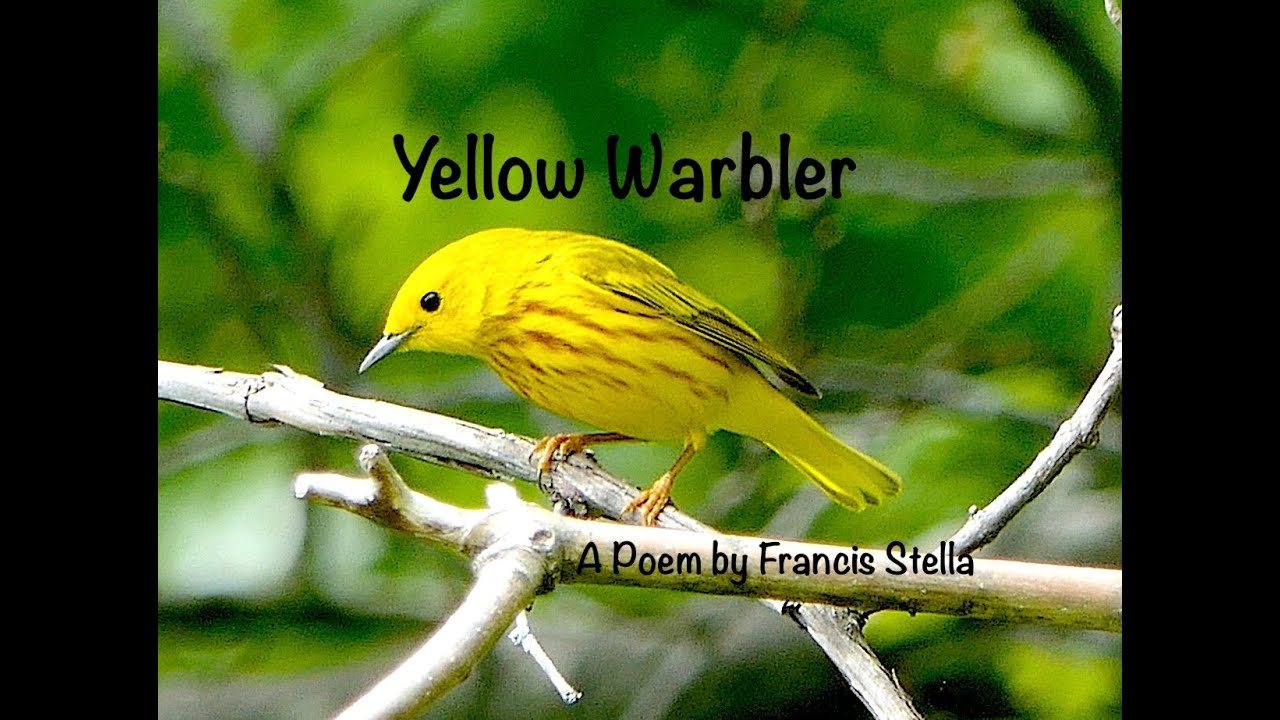 Yellow Warbler - YouTube