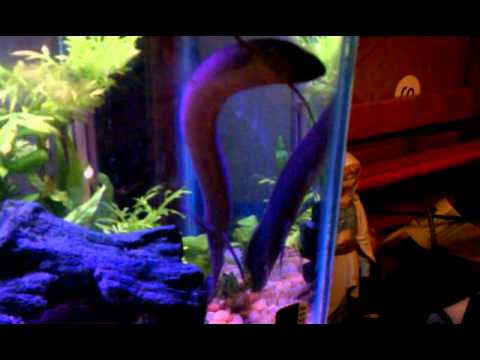 African Lungfish (Protopterus Dolloi) - YouTube