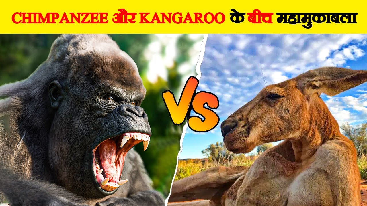 Chimpanzee और Kangaroo में ताकतवर कौन ? | Chimpanzee Vs Kangaroo - YouTube