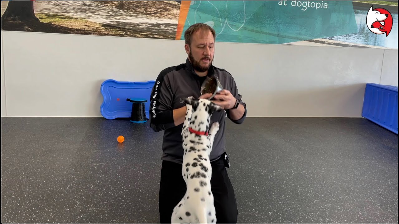 DGP Puppy Class Video - Bucket Game with a Food Bowl - YouTube