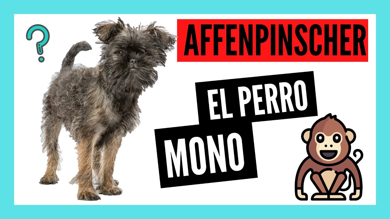 AFFENPINSCHER: el PERRO con cara de MONO | 5 Datos y 10 Curiosidades ...