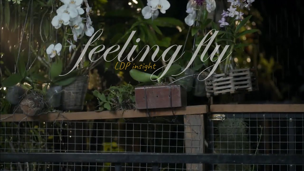 Feeling Fly - LDP Insight | Meditation and Relaxing music - YouTube